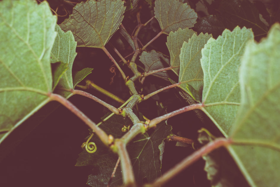 Grapevine Biology I – Criado Wines